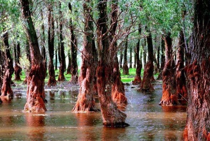 Delta Dunării: Biodiversitate și Peisaje Uimitoare!