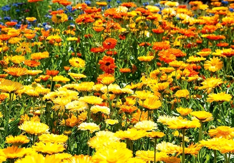 Galbenelele: Beneficii și Utilizări în Sănătate Naturală